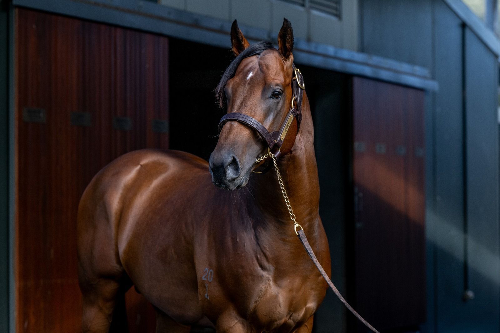 Aquis Unveils Exciting New Addition