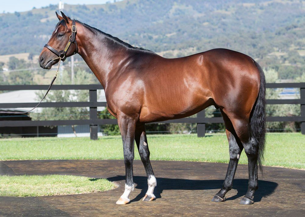 Qld Stallion Pedigrees - Thoroughbred Breeders Queensland Association