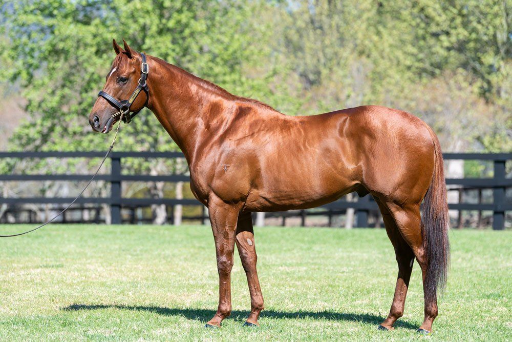 Qld Stallion Pedigrees - Thoroughbred Breeders Queensland Association