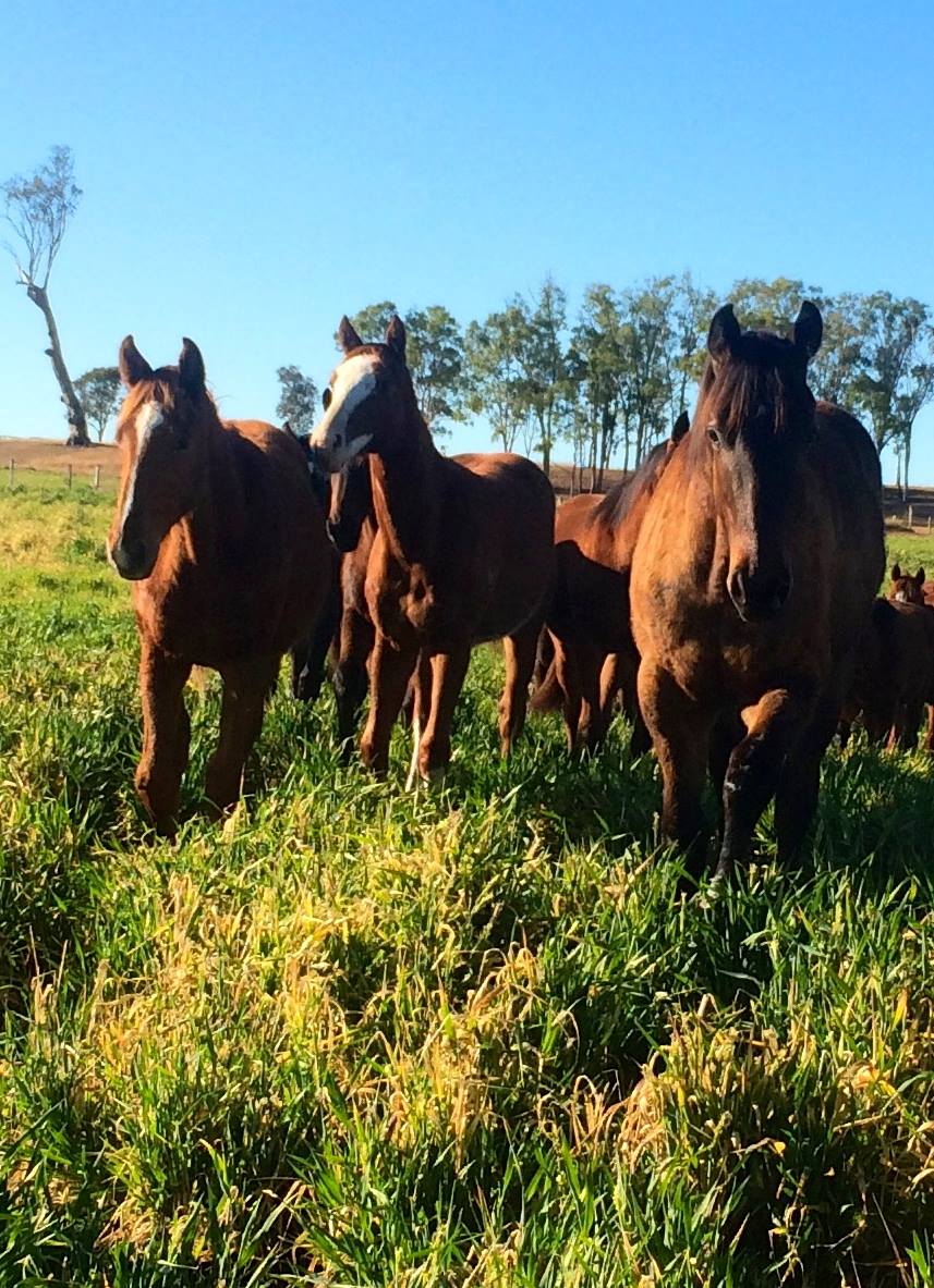 Home - Thoroughbred Breeders Queensland Association