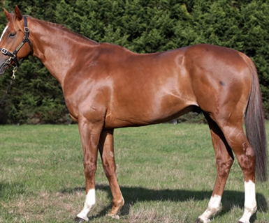 Qld Stallion Pedigrees - Thoroughbred Breeders Queensland Association