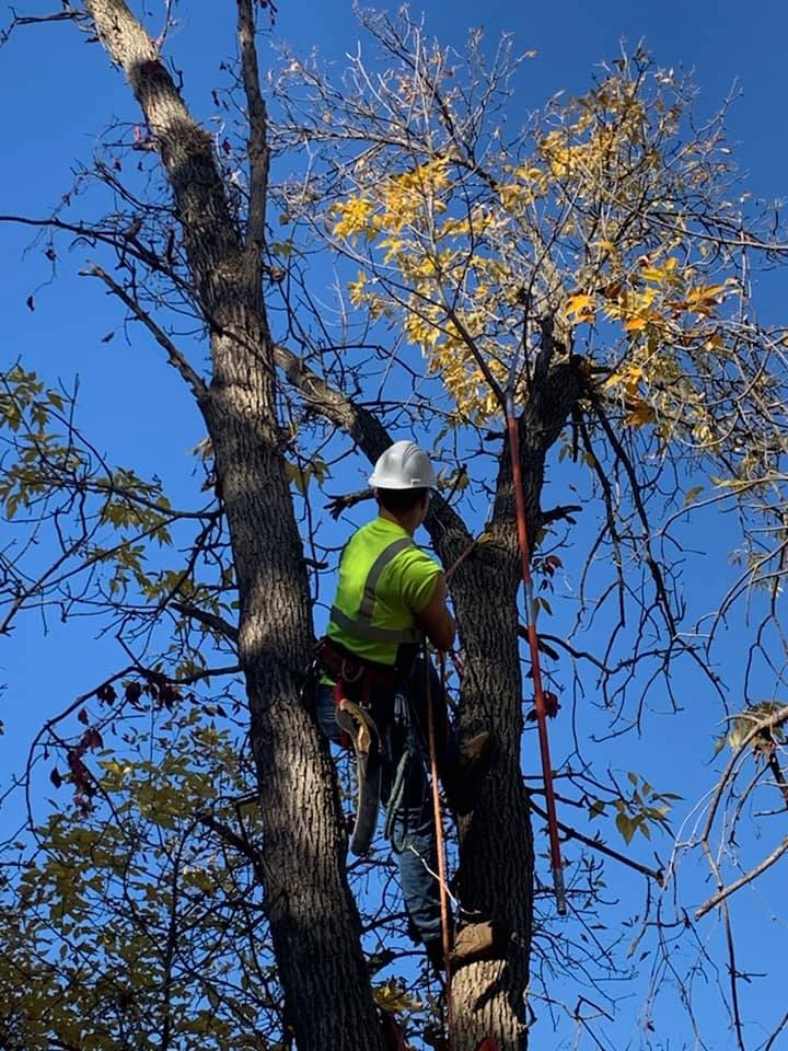 Tree services gallery - Minneapolis, MN - Central Minnesota Tree Service