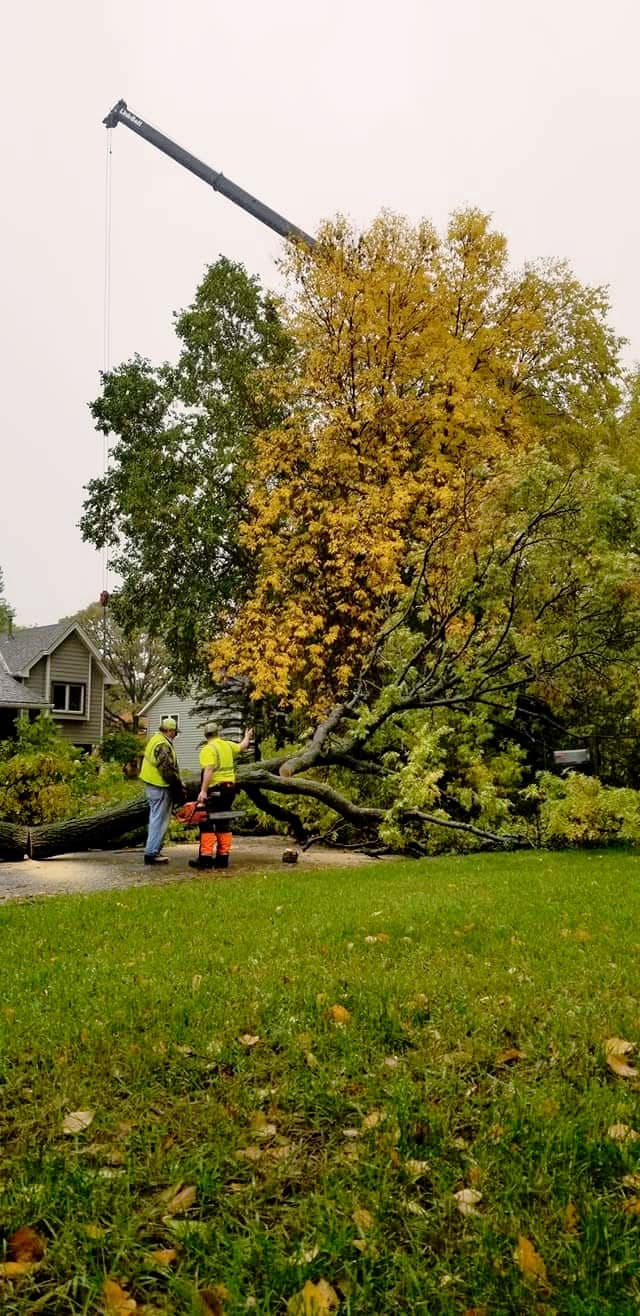 Tree services gallery - Minneapolis, MN - Central Minnesota Tree Service
