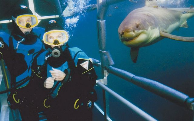 peter benchley jaws interview