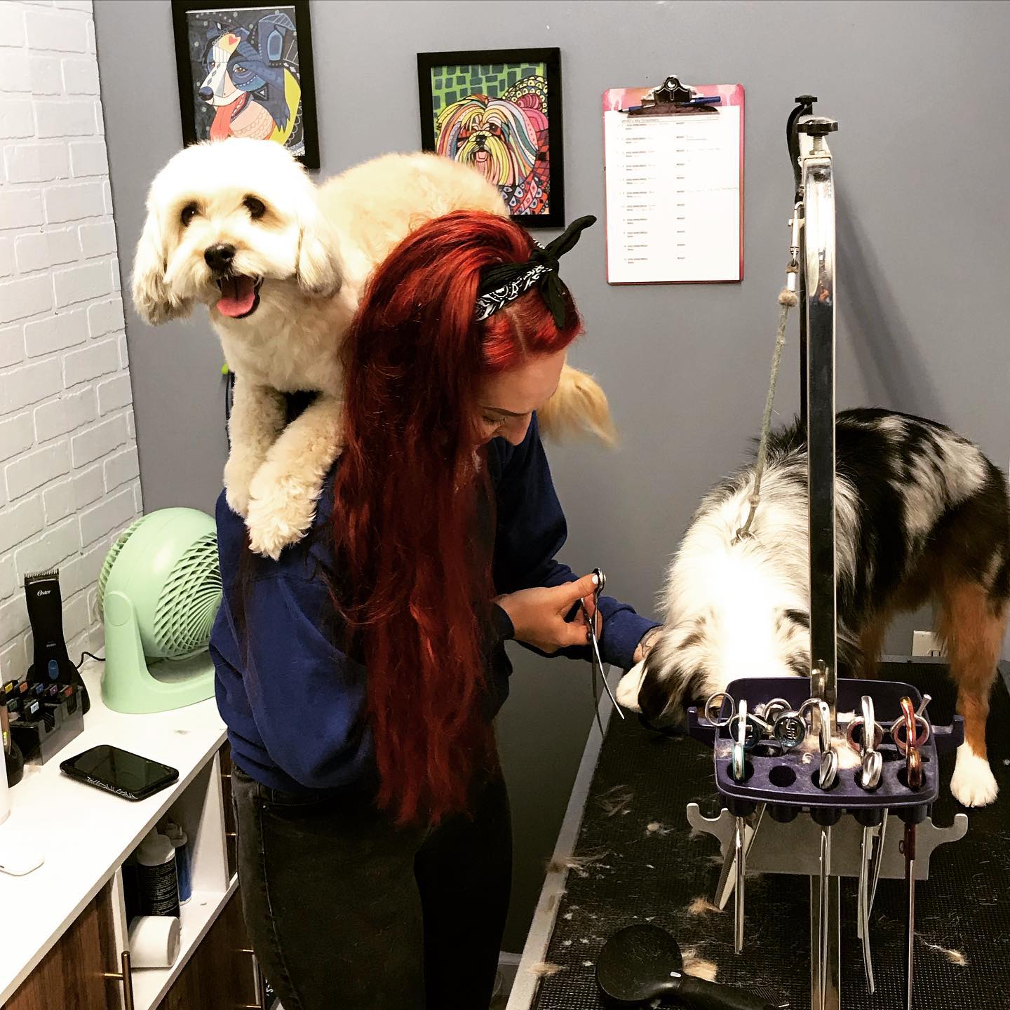 Doggy Daze AZ | Dog Grooming Phoenix