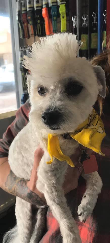 Doggy Daze AZ | Dog Grooming Phoenix