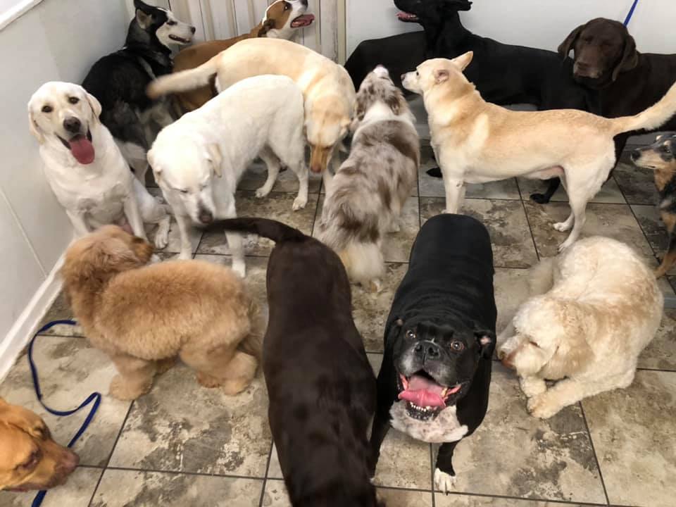 Doggy Daze AZ | Dog Grooming Phoenix