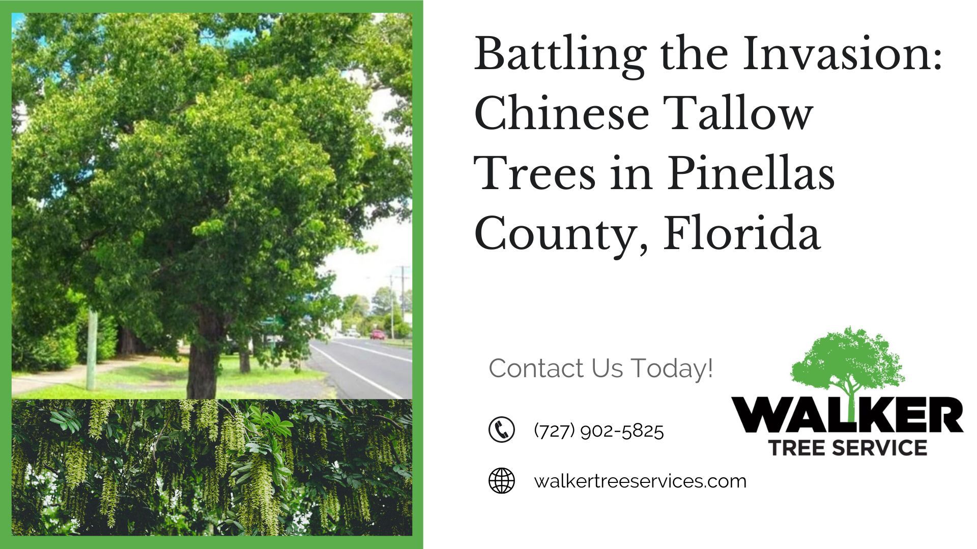 Dangers of Leaning and Uprooting Trees in Pinellas County, Florida