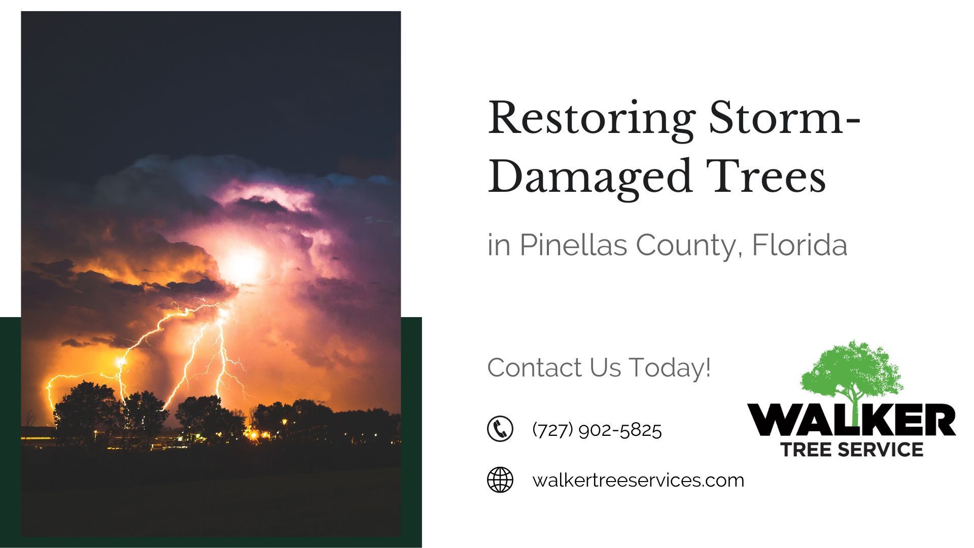 Restoring Storm-Damaged Trees in Pinellas County, FL: A Guide to Recovery