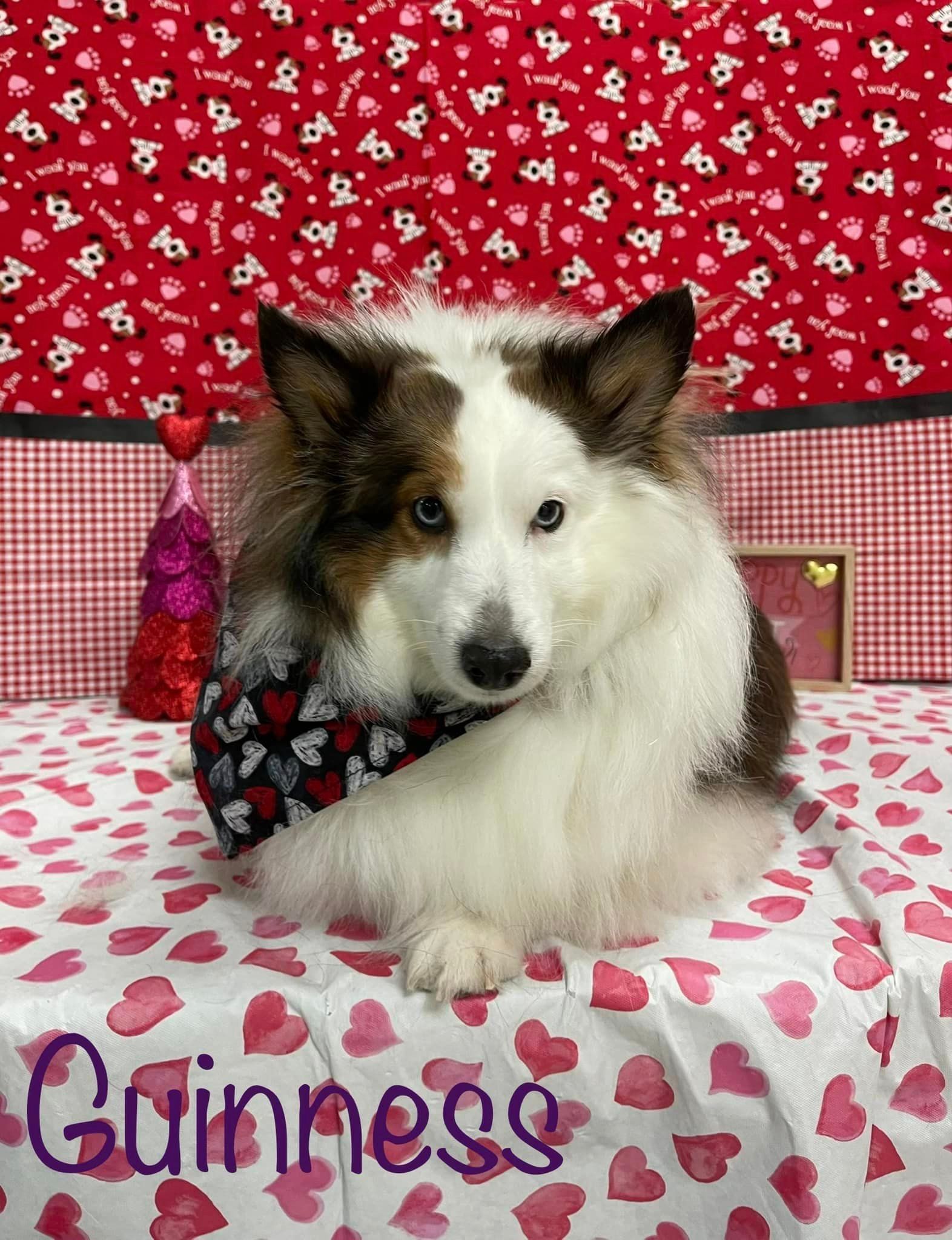 Expert Pet Grooming | Doggy Day Care | Muddy Pups