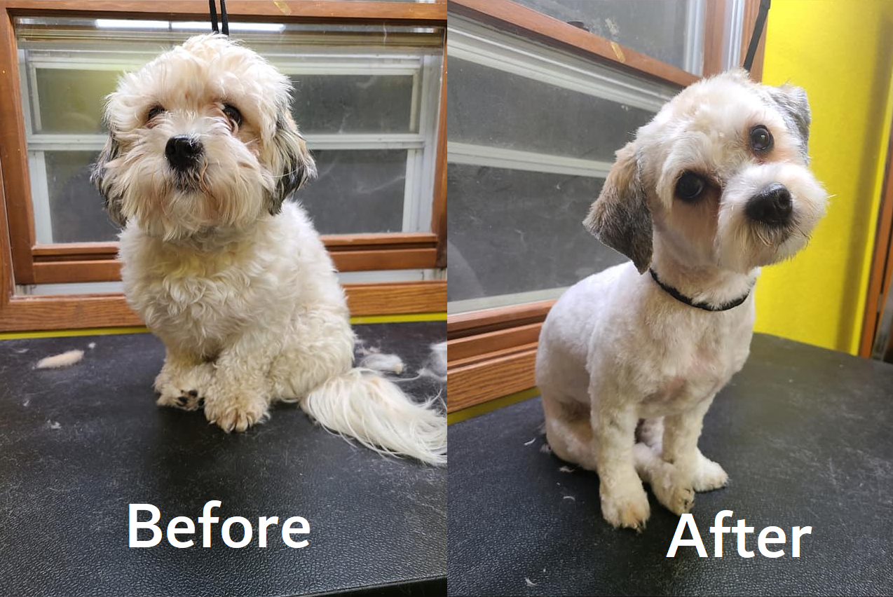 Gallery | Diamonds In The Ruff Grooming