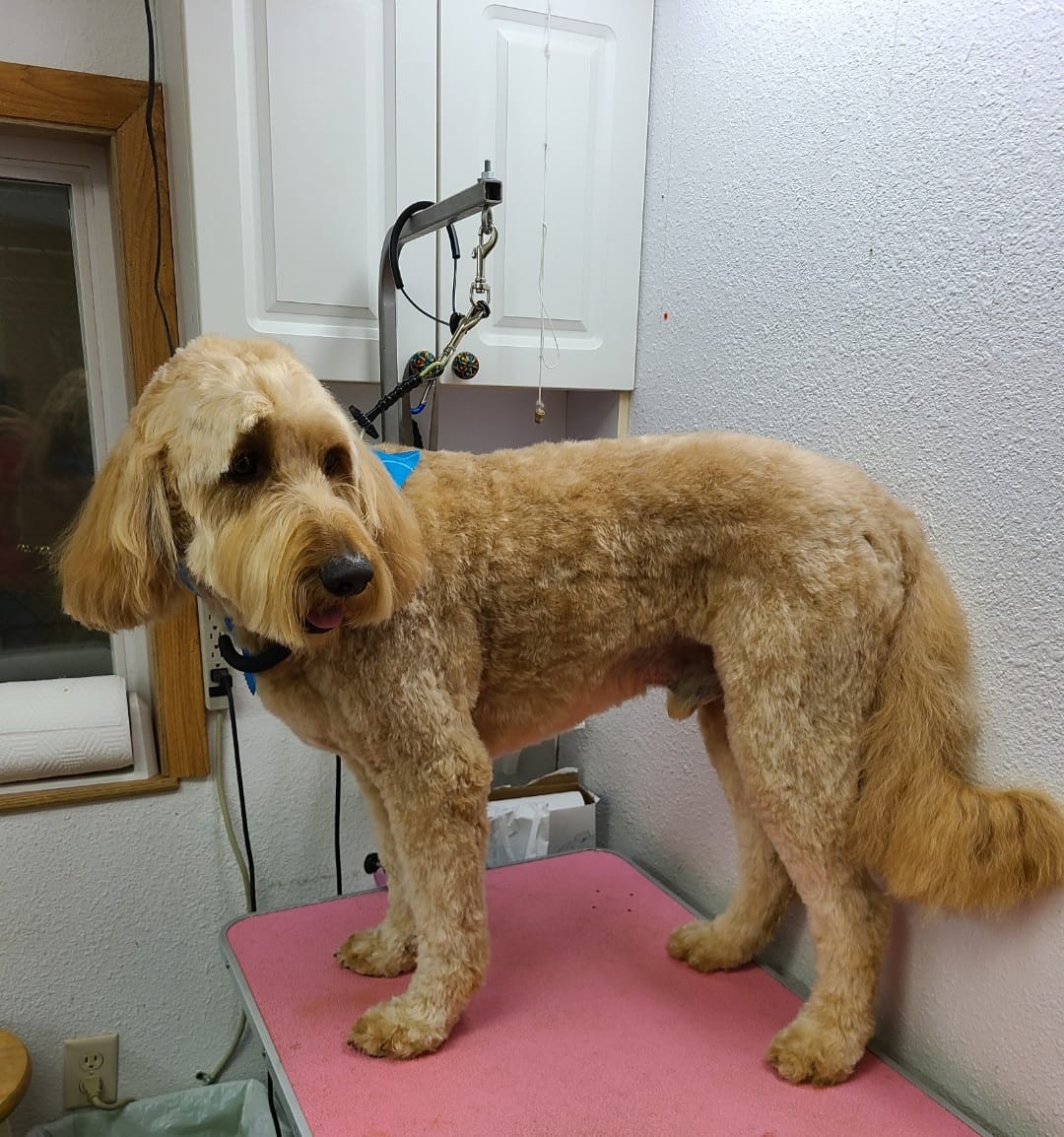 Gallery | Diamonds In The Ruff Grooming