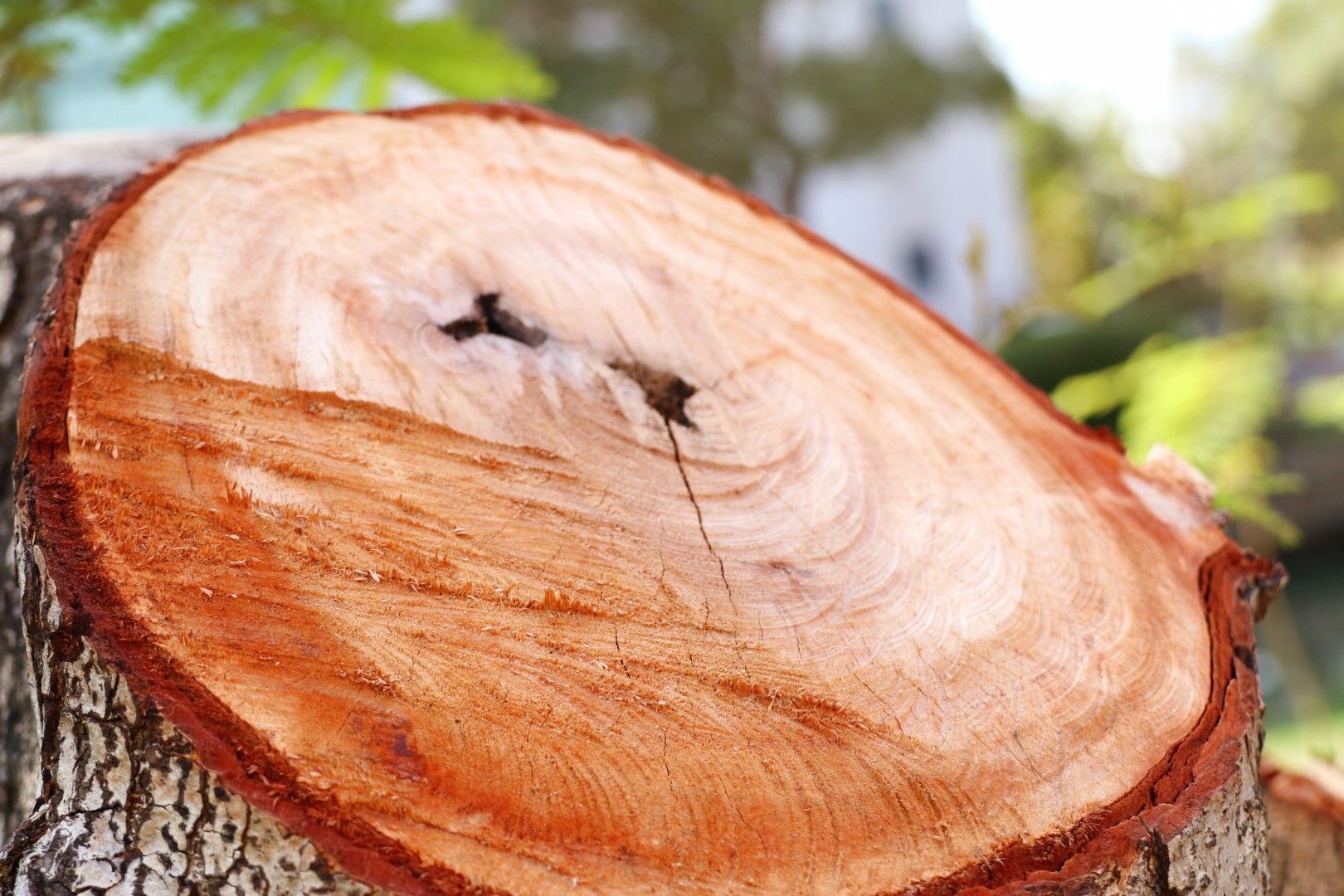 How to Quickly Rot a Tree Stump: Effective Methods