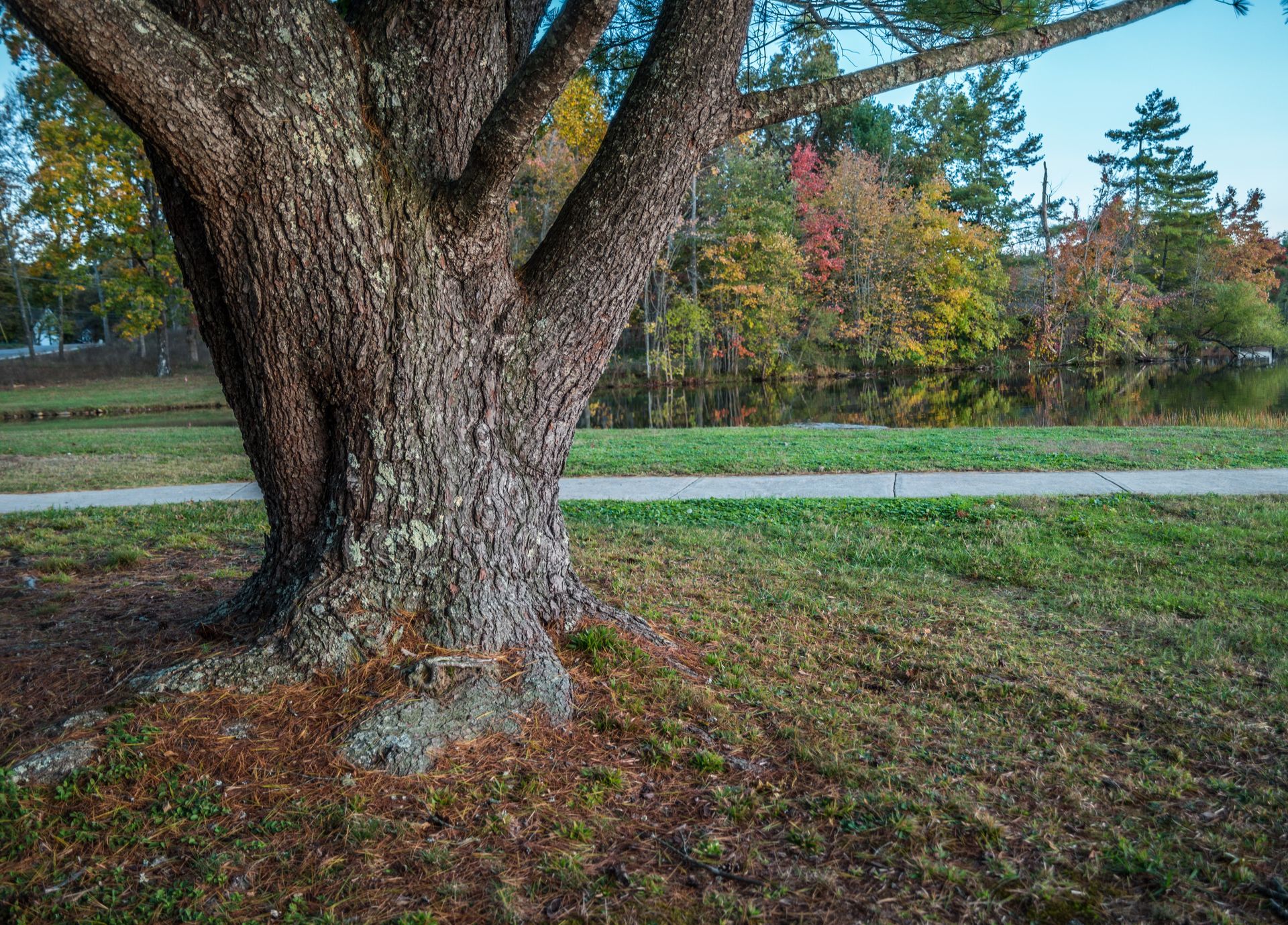 Common Tree Problems in Simsbury, CT & How to Fix Them