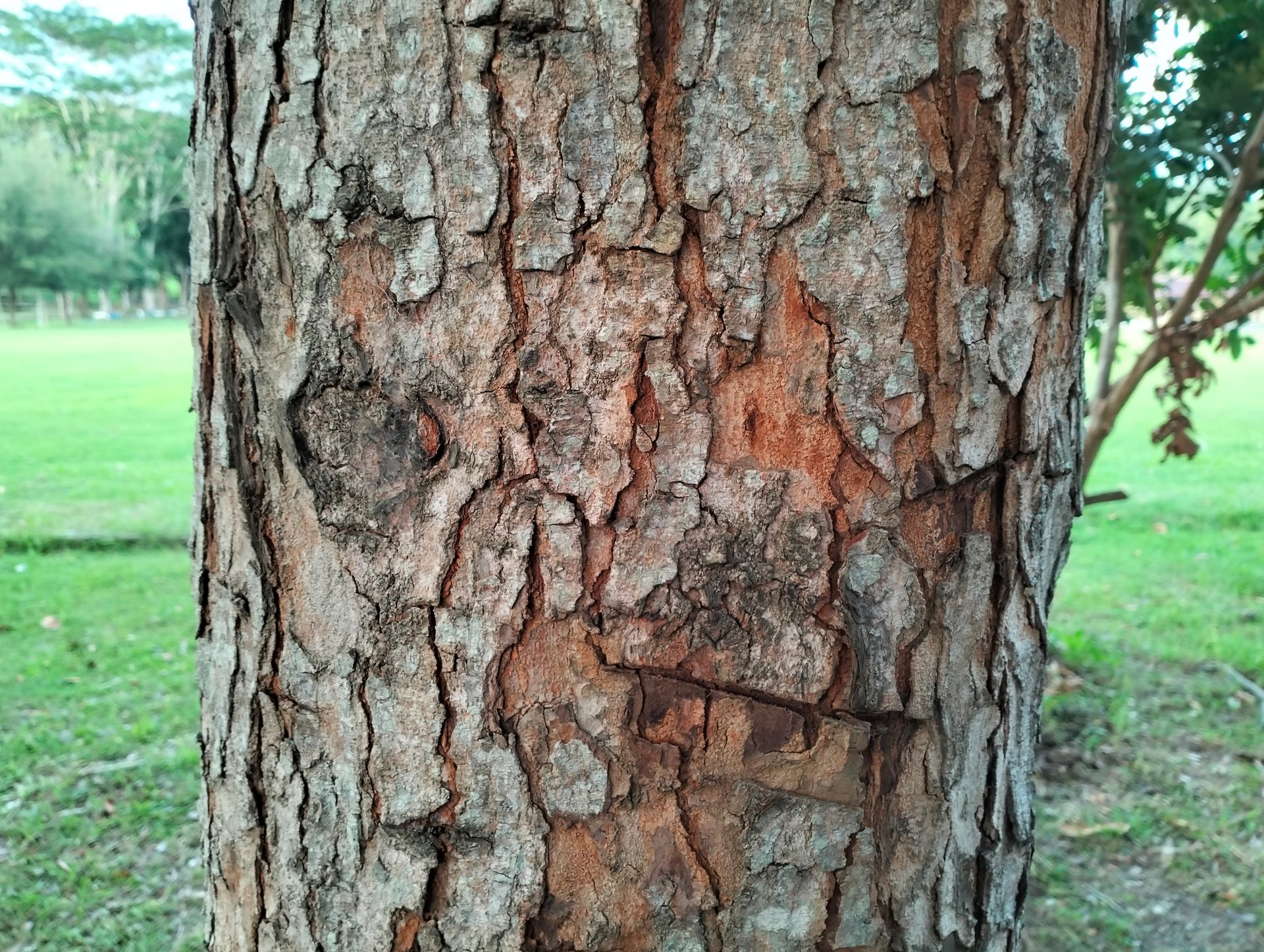 Signs Your Tree Is Stressed or Dead: Key Indicators to Watch