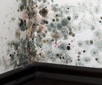 What is Black Mold?