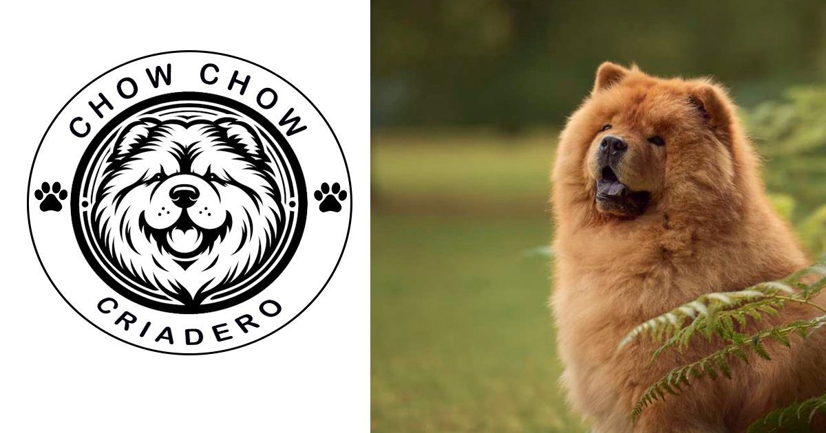 Chow Chow en Venta | Chow Chow Guadalajara