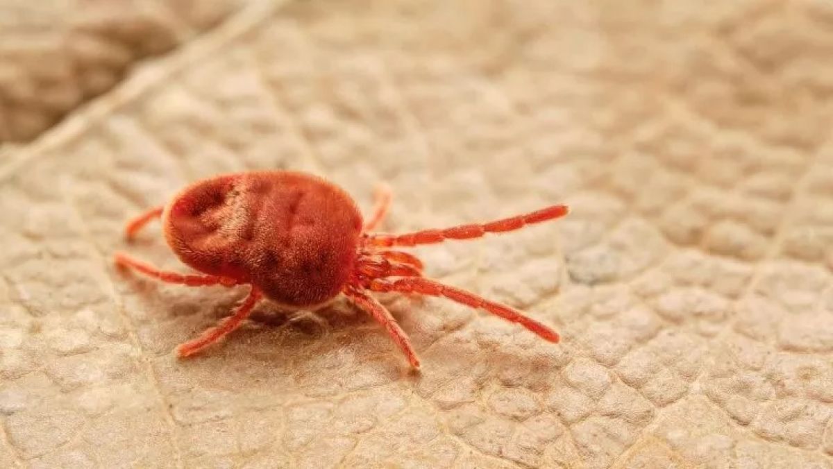 Aoûtat : boutons rouges, démangeaisons et traitement