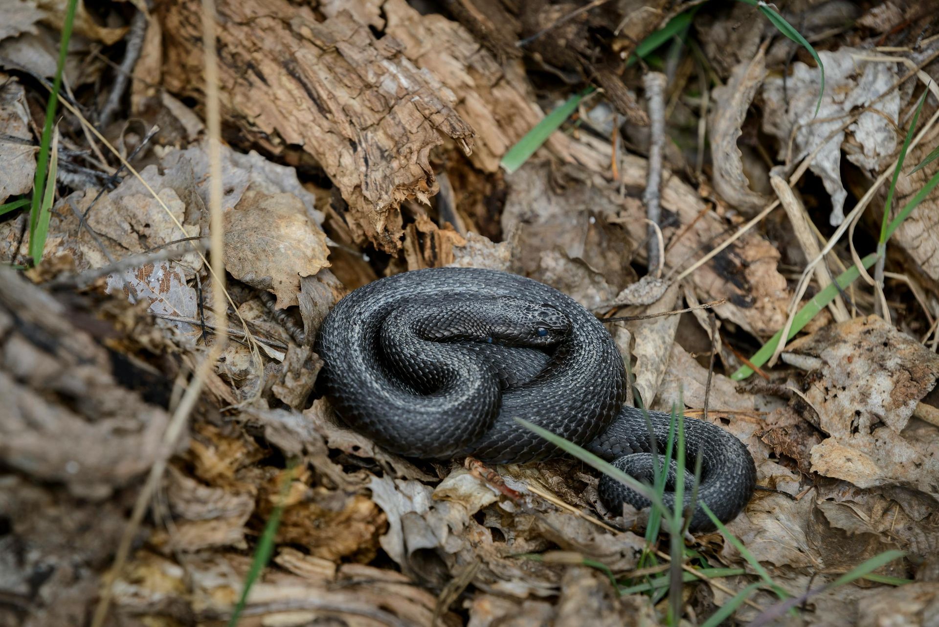 Serpent en France : faut-il s’inquiéter et comment réagir près de chez soi
