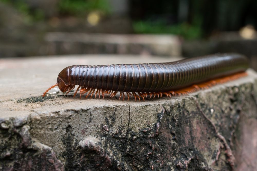 Mille-pattes dans la maison : faut-il s’inquiéter et comment limiter ...