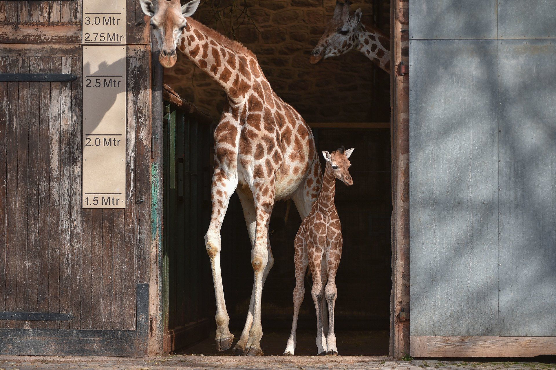 The Story of Zarafa | Zarafa Group