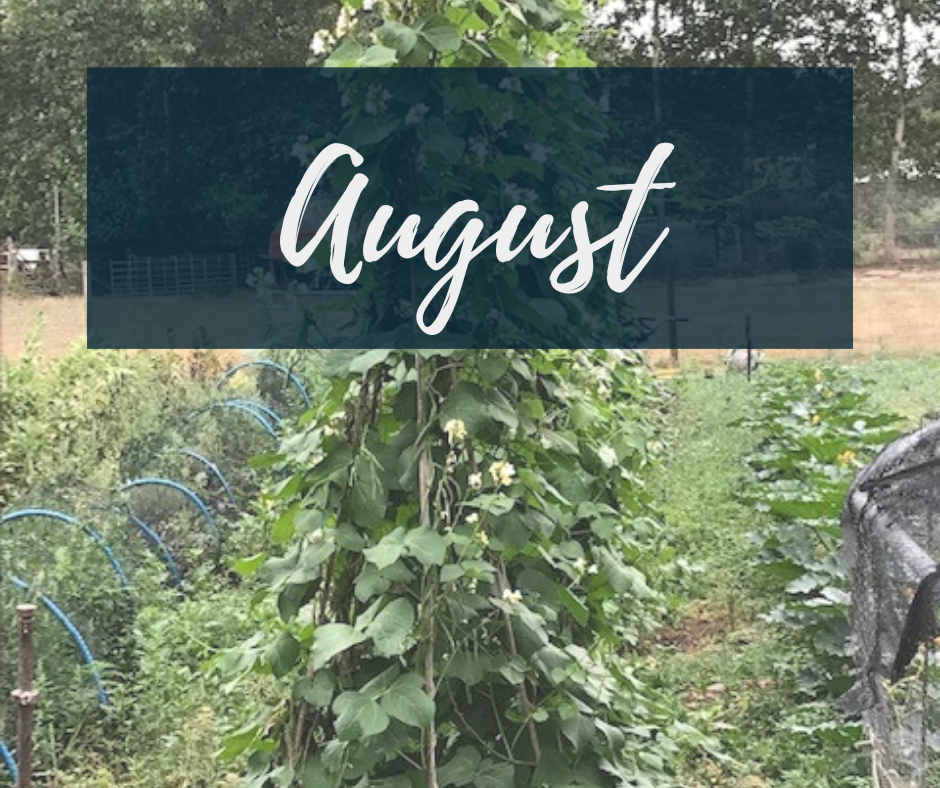August in Season