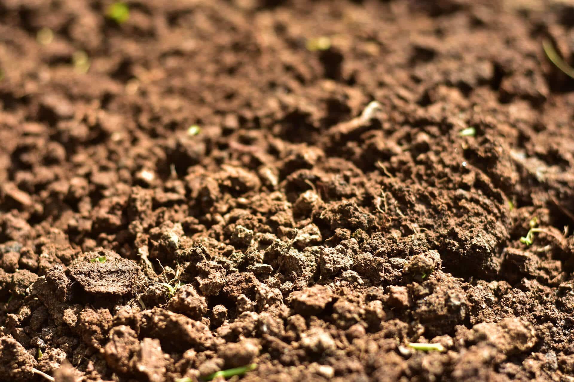 How Soil Compaction Affects Your Trees