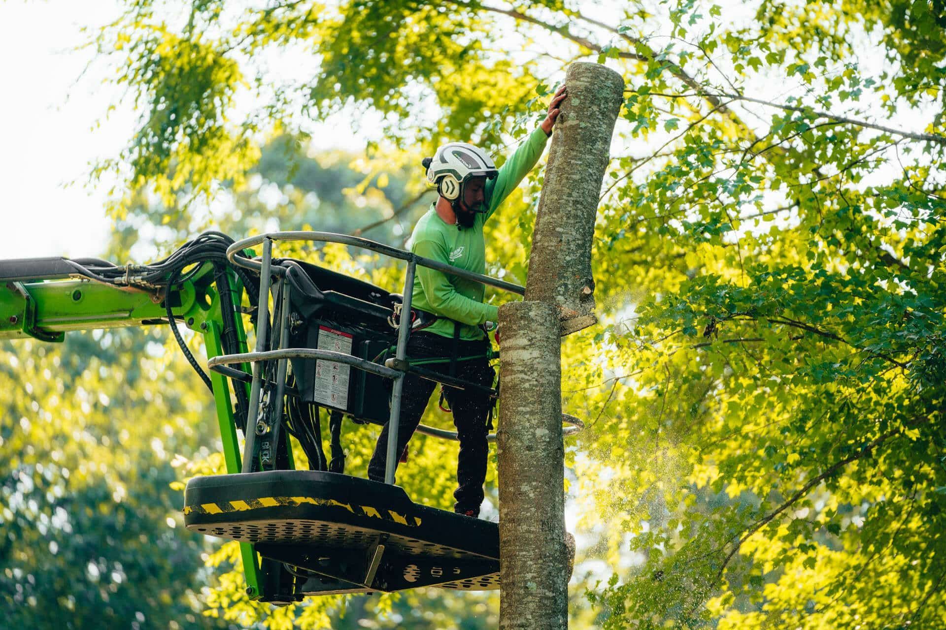 Tree Services in South Metro Atlanta | 770-TREE-GUY