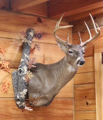Wilson Brothers Taxidermy | Quality Tennessee Taxidermy