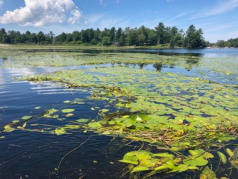 Weedless Waterways | Southern Ontario Lake and Pond Weed Removal