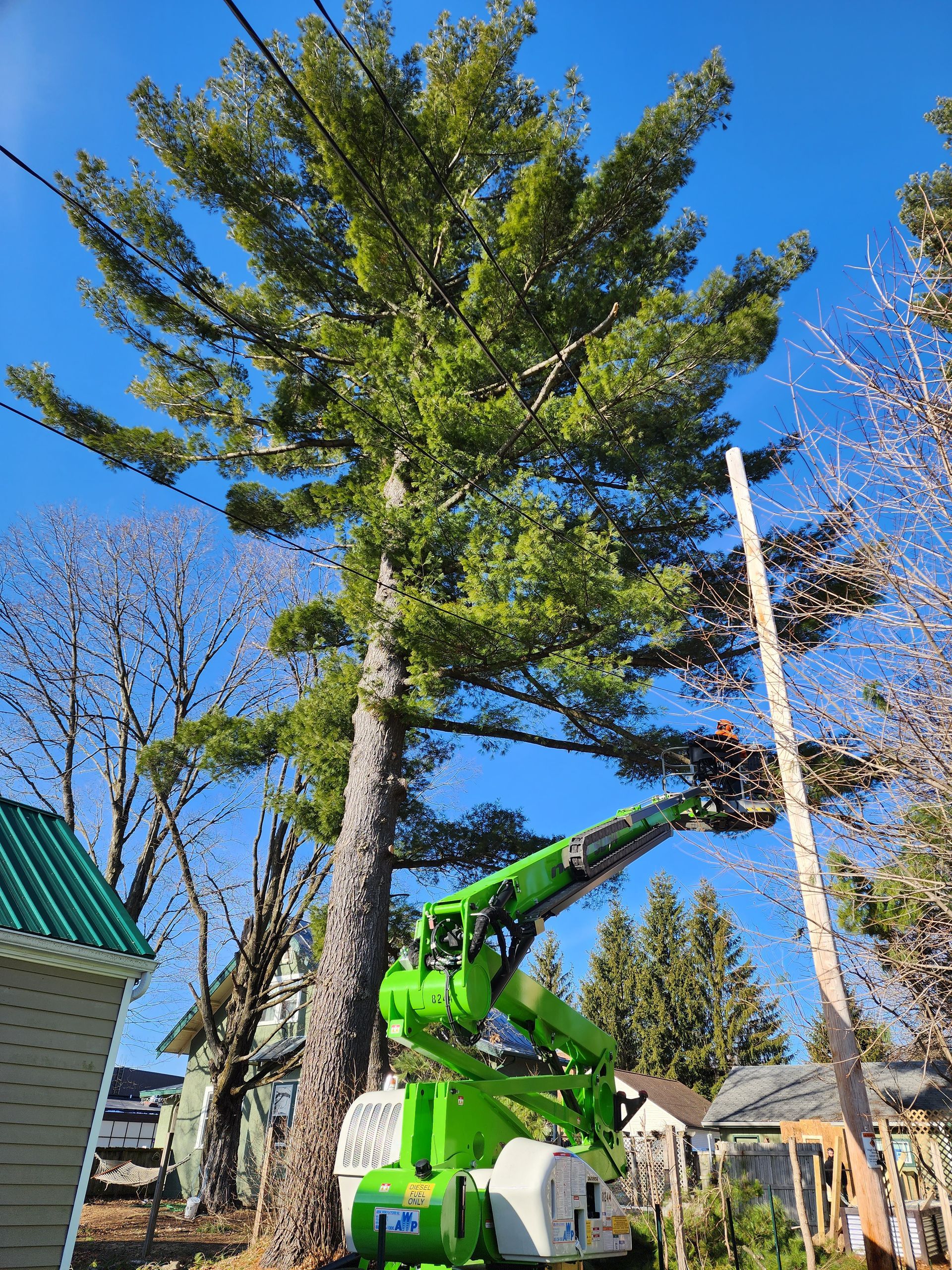 Tree Trimming Services | Wild Rose & Waupaca, WI | Handrich Tree ...