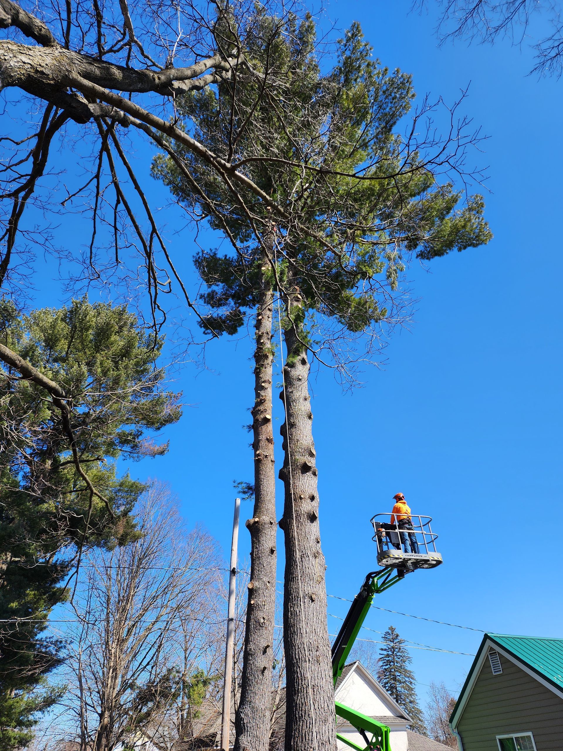 Tree Trimming Services | Wild Rose & Waupaca, WI | Handrich Tree ...