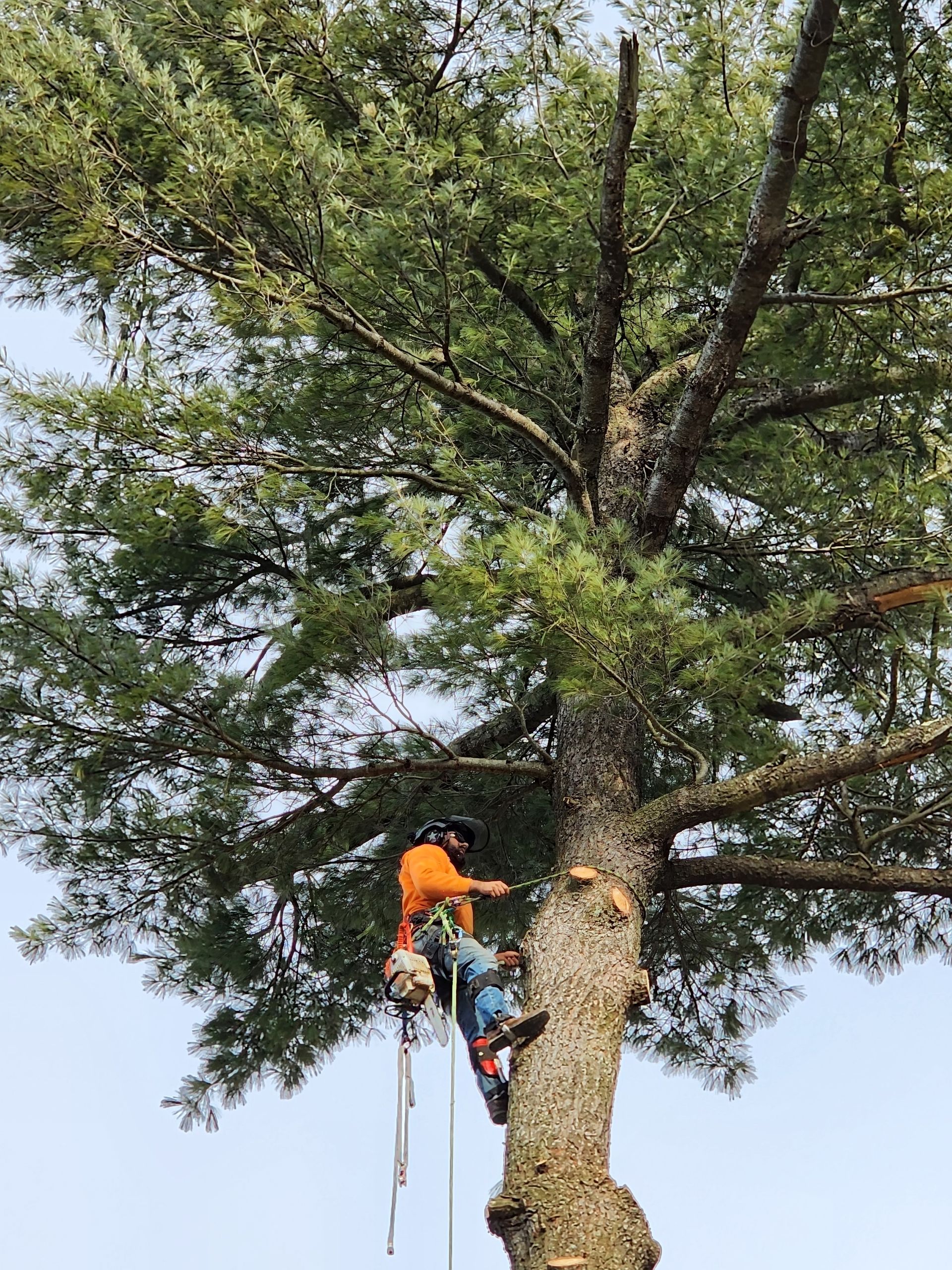 Tree Trimming Services | Wild Rose & Waupaca, WI | Handrich Tree ...