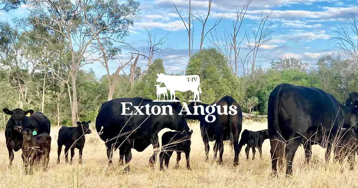 Contact | Exton Angus - Raising Cattle. Raising Standards.