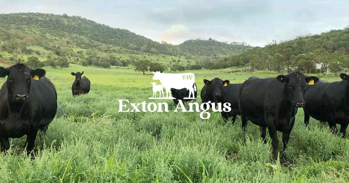 Dams | Exton Angus - Growing Calves. Growing Business.