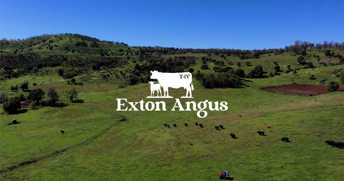 Exton Angus - Raising Cattle. Raising Standards.