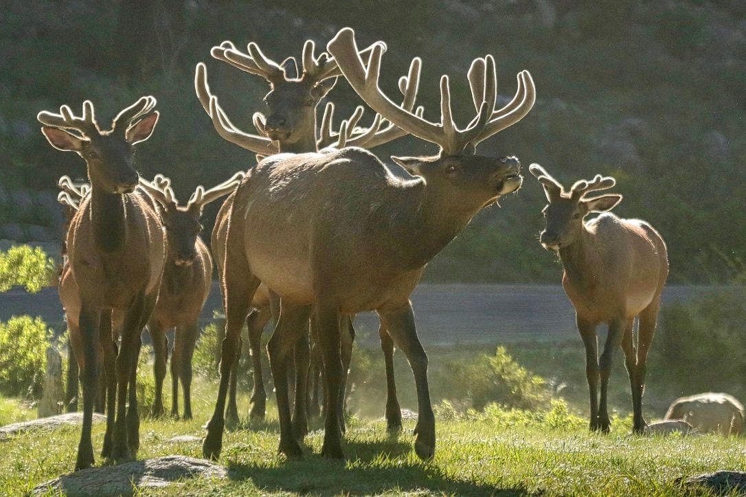 A Parade of Elk