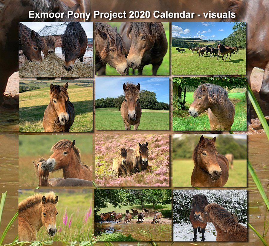 Exmoor Pony Project Fundraising!