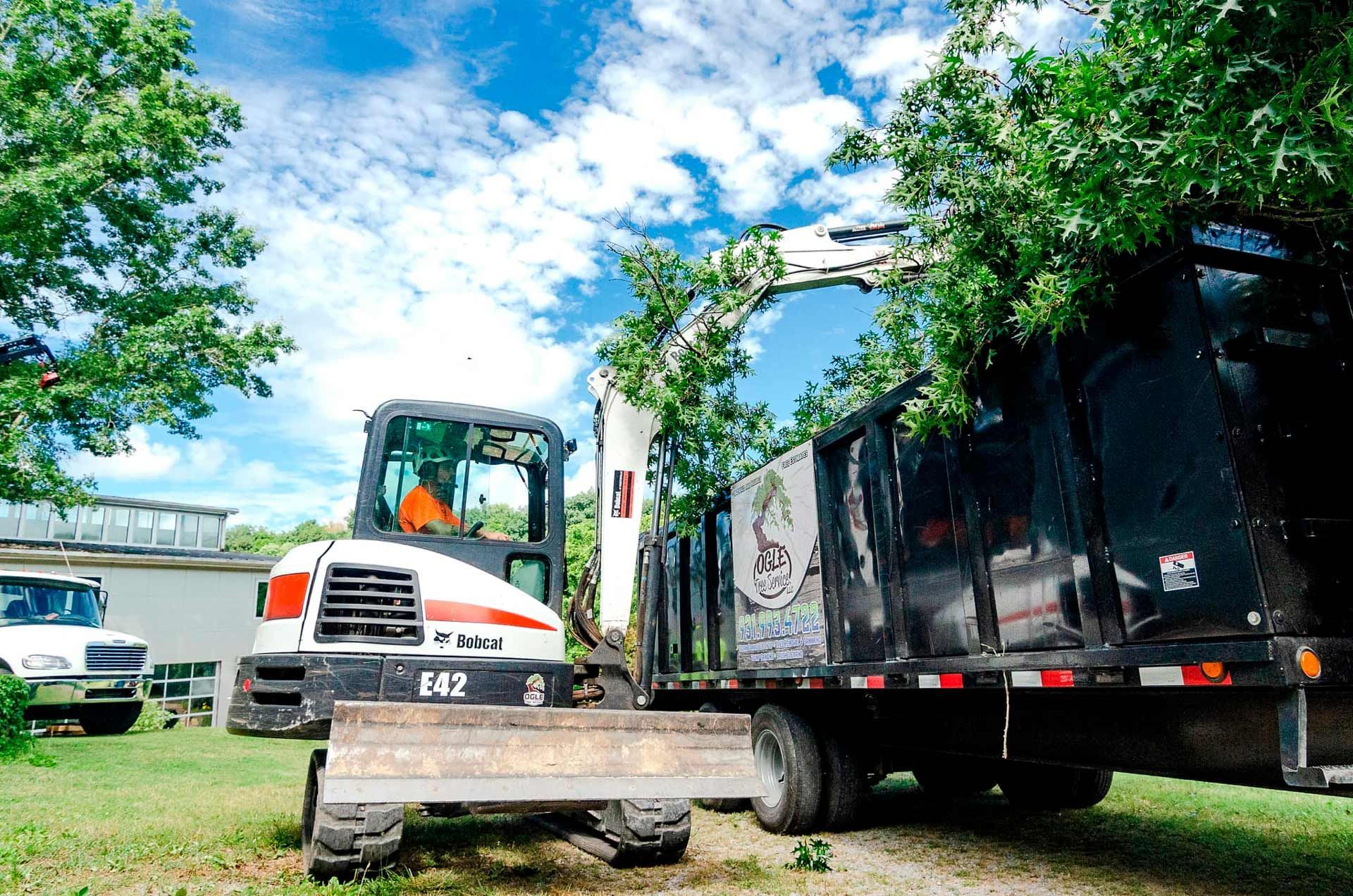 Certified Arborist Consulting AL TN | Tree Health
