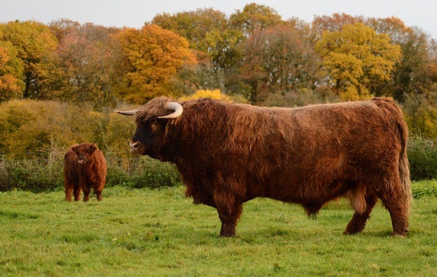 Stockley Fold - Home to Pedigree Highland Cattle in Herefordshire