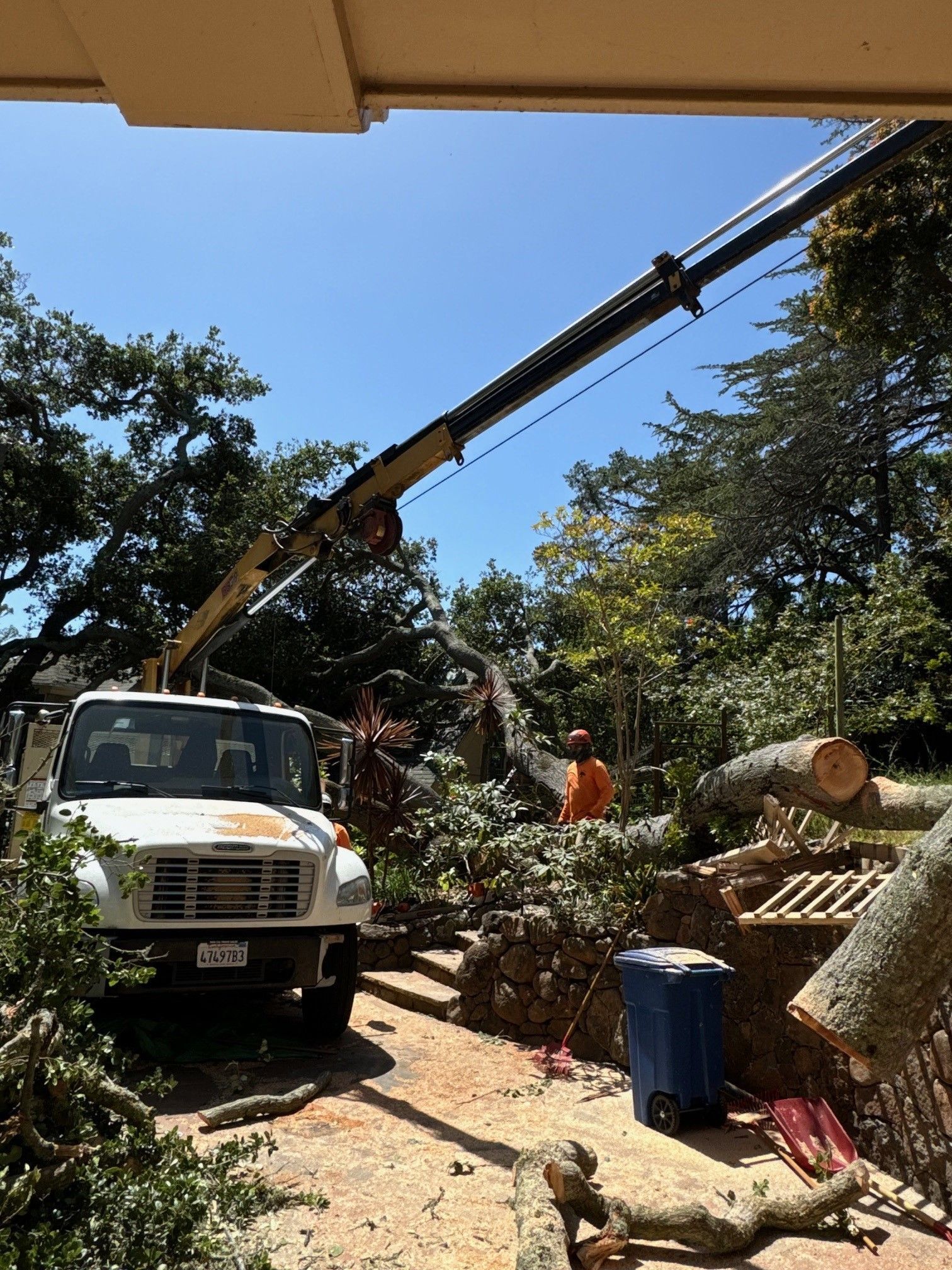 Tree Removal - Concord, CA - Atlas Tree Service, Inc.