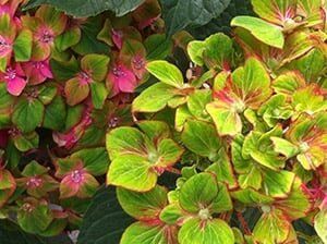 Shrubs for sale in Snohomish, WA
