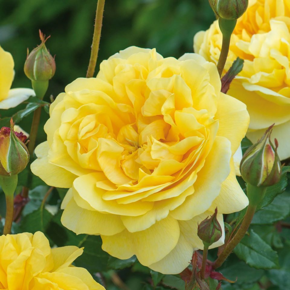 McAuliffe's Valley Nursery, Snohomish, WA