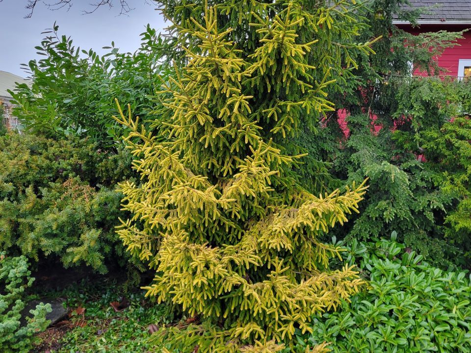 Get seasonal excitement for your landscape from our Snohomish, WA nursery.