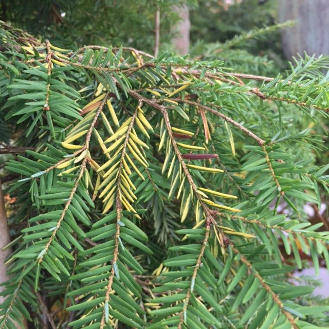 Conifers for Sale in Snohomish, WA