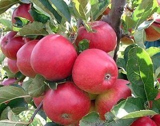 McAuliffe's Valley Nursery, Snohomish, WA