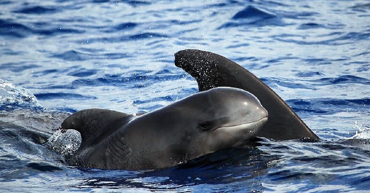 Whales and dolphins watching in Madeira