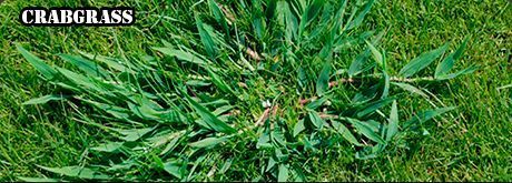 Crab Grass | Billings, MT | Green Magic