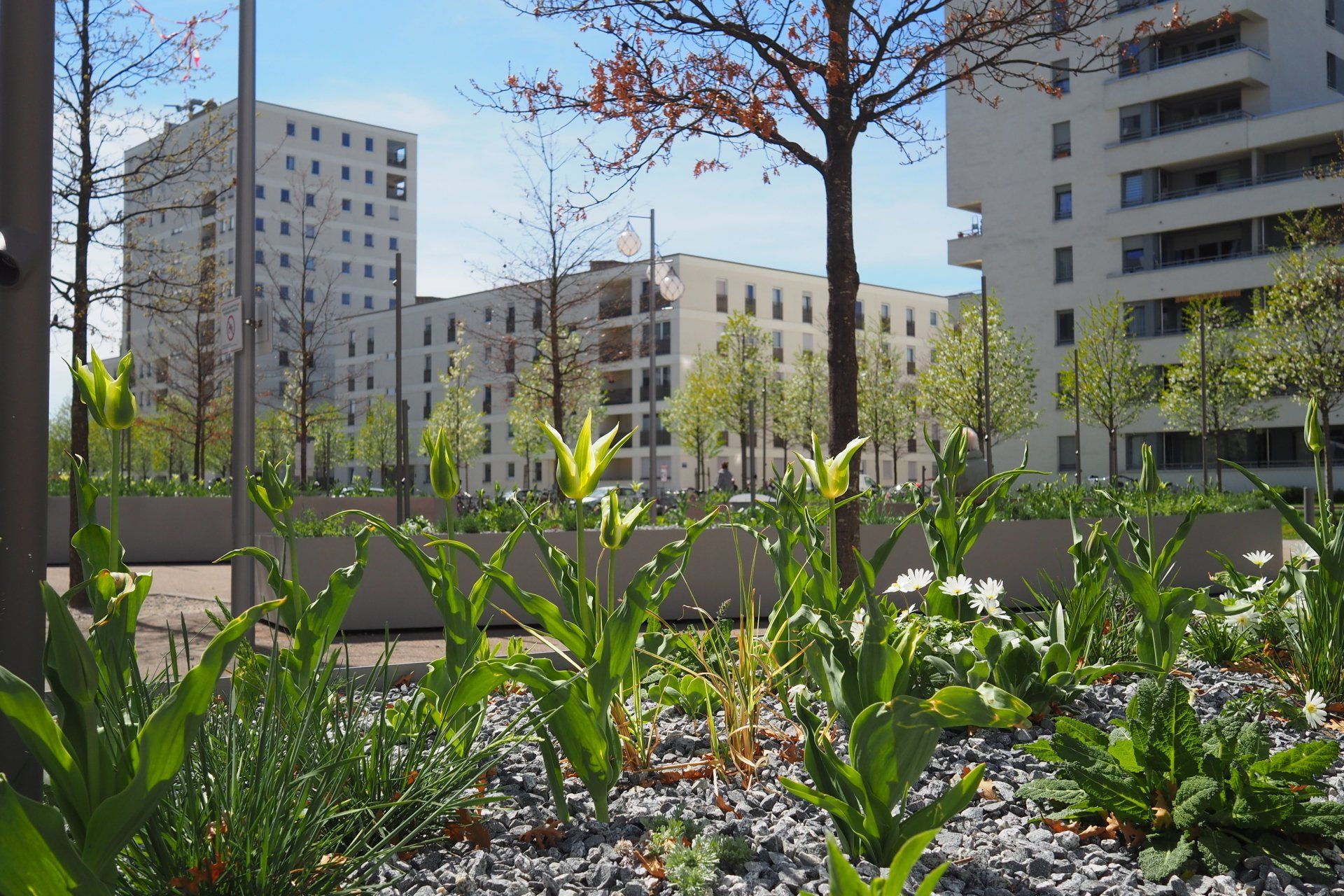 Umgestaltung Stadtplatz Forum am Hirschgarten