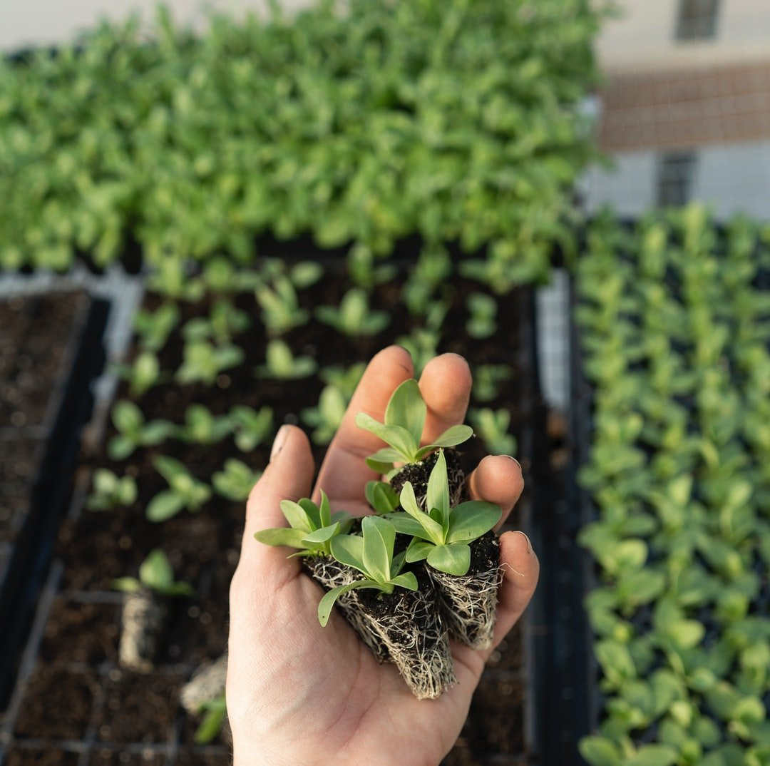 Container Planting with Biochar
